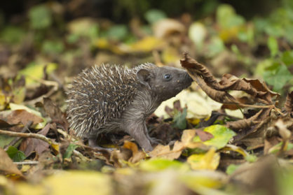 Hoglets – Suffolk Prickles Hedgehog Rescue – Charity no. 1176194